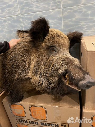 Дикий кабан