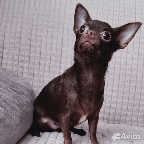 Чихуахуа девочка шоколадочка