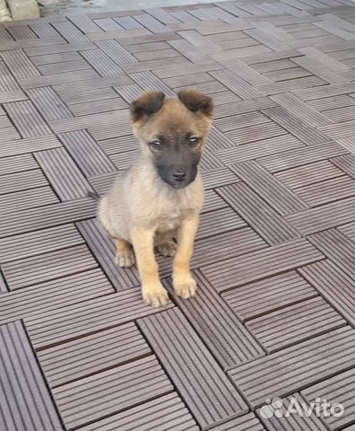 Щенок метис малинуа 3 мес. в добрые руки бесплатно