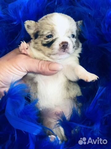 Мальчишки цветные чишки