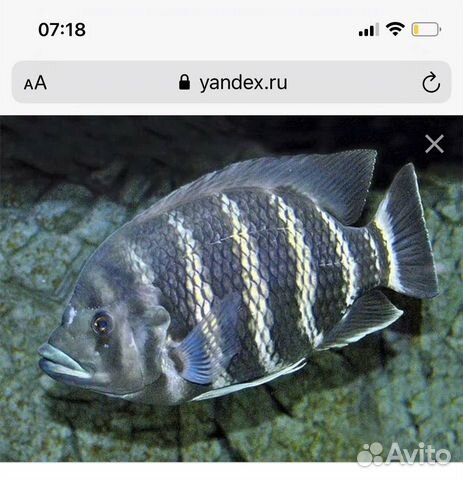 Рыба теляпия зебровая
