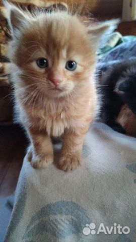 Уникальные котята