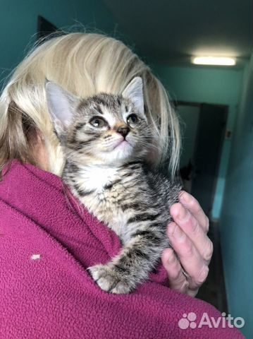 Котенок окраса камышовой рыси в дар