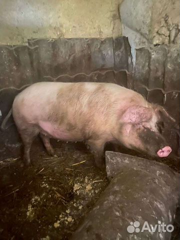 Домашняя свинья на мясо
