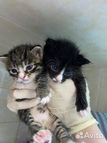 Котята, 1 месяц