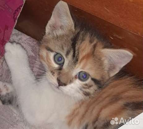 Трехцветные брат с сестричкой в дар