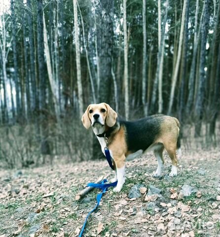 Собака бигль