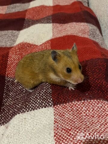 Сирийский хомяк девочка