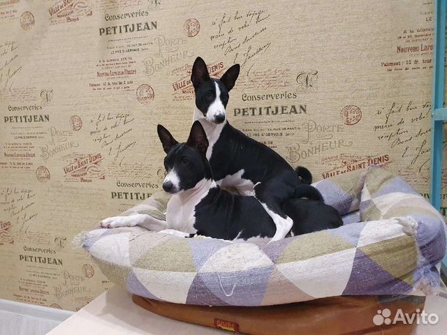 Породные щенки басенджи