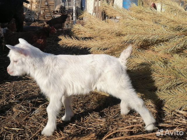 Козлята