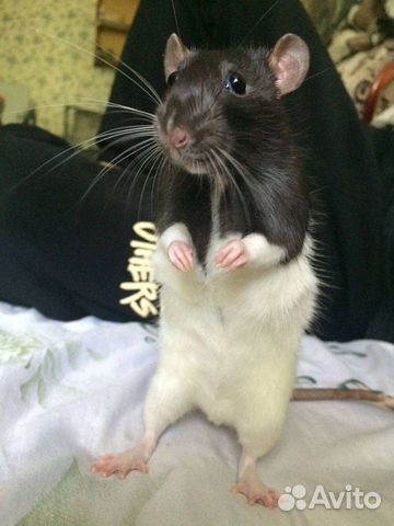 Крыса дамбо мальчики
