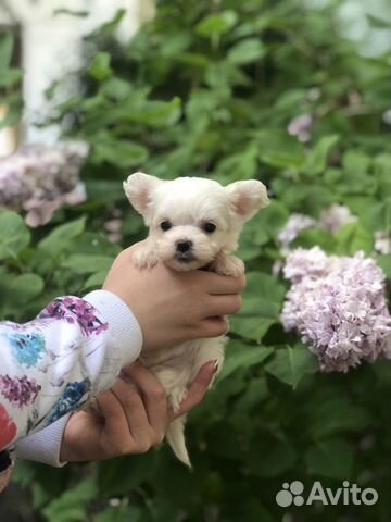 Микро мальтипу ф1 мальчик