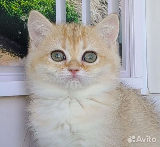 Девочка ny11, приоритет в разведение