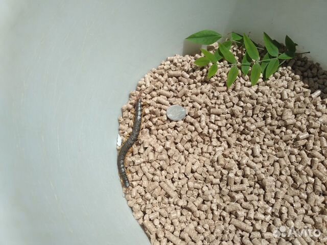 Крымская кольчатая сколопендра