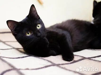 Котенок мальчик подросток в добрые ручки
