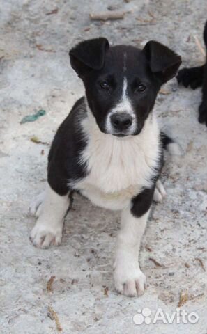 Милка ищет дом