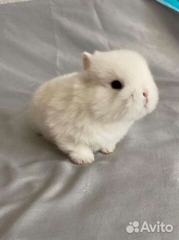 Гермелин самец