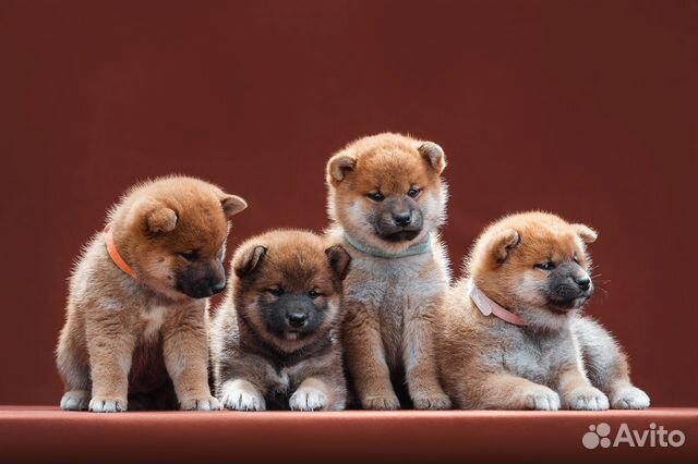 Продаю щенков породы сиба