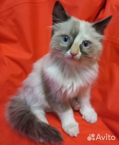 Невский маскарадный кот