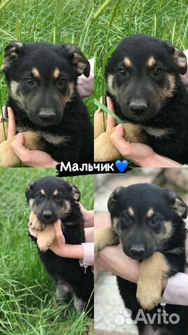 Восточноевропейская овчарка