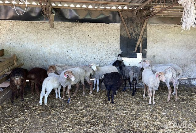 Овцы, бычок