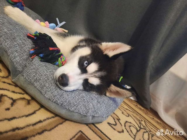 Щенок Хаски Девочка