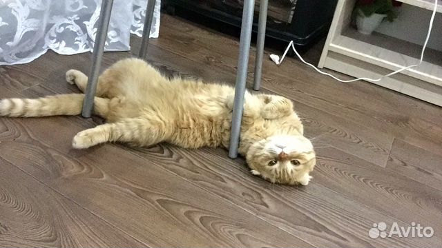 Кот в добрые руки