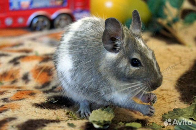 Белки дегу. Малыши. Разные. Клетки, Доставка