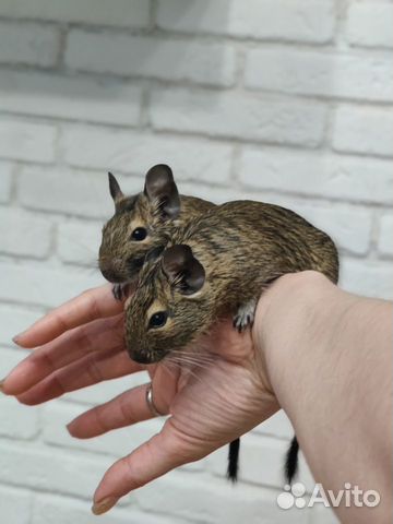 Дегу дегусята малыши