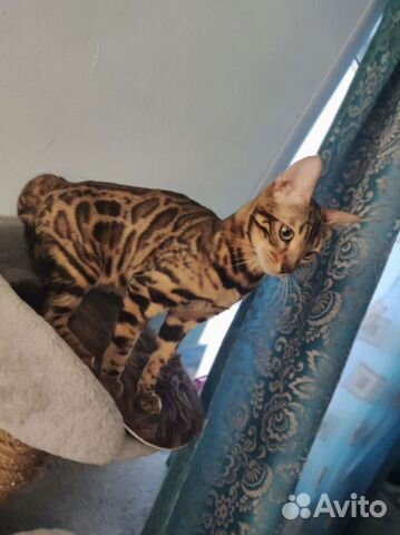 Бенгальская кошка