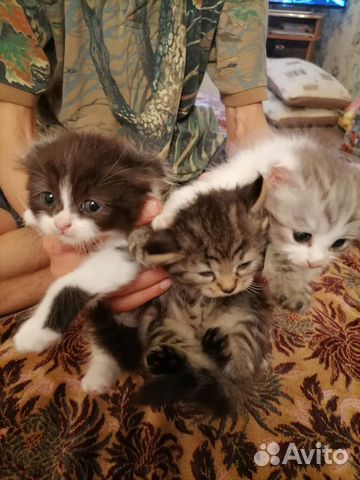 Кошки шотландцы