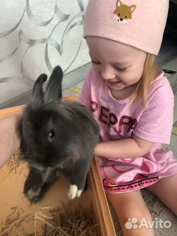 Карликовый кролик с клеткой