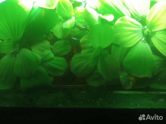 Пистия - отдам бесплатно или обмен