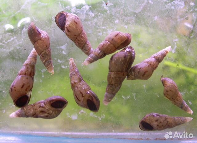 Улитки Мелании