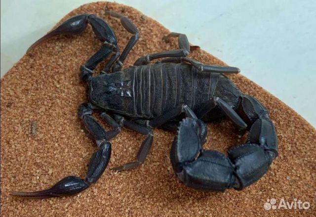 Скорпион androctonus gonneti