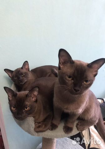 Бурманская порода. Котята
