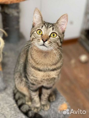 Ласковый котенок с характером в добрые руки