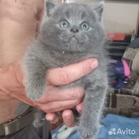 Британские котята
