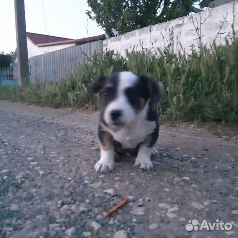 Щенок Дружок