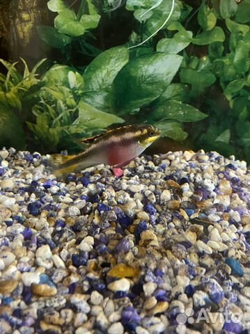 Пельвикахромис, скалярия вуаль