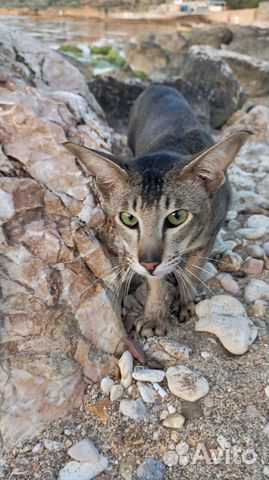 Ориентальный кот