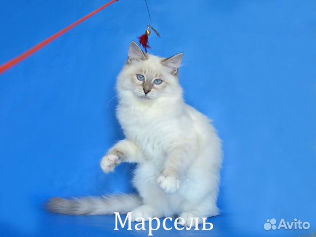 Невский маскарадный котенок Марсель