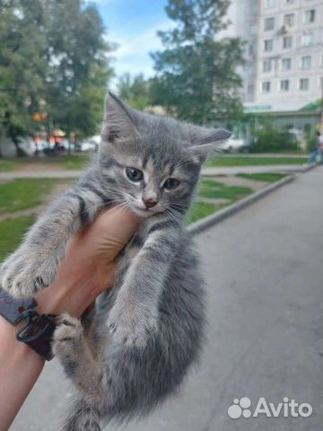 Маленький котёнок плачет в подвале