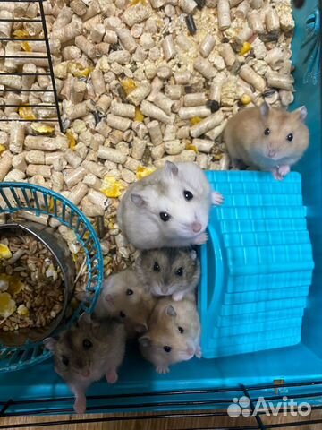 Джунгарский хомяк