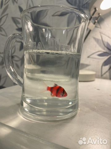 Аквариумные рыбки даром