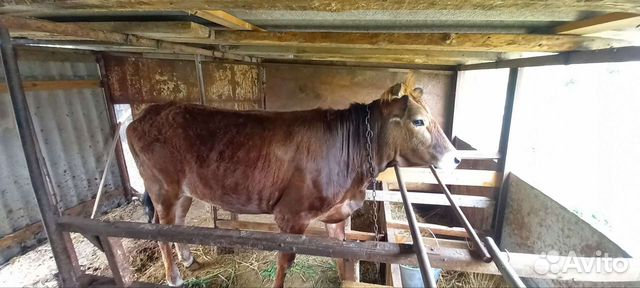 Корова телка