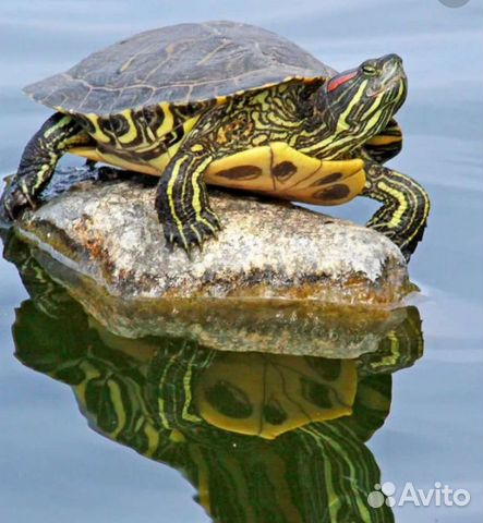Черепаха
