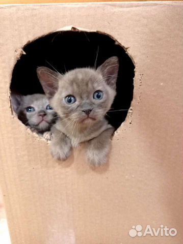 Бурманские котята