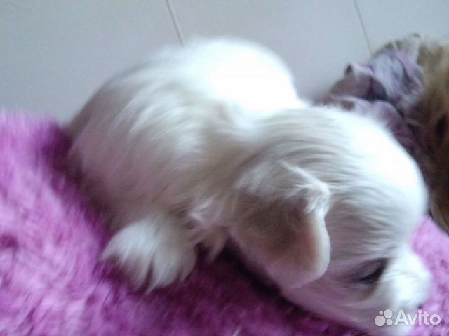 Маленький щенок Мальтийской балонки девочка