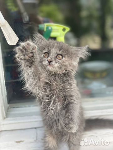 Кошка в дар